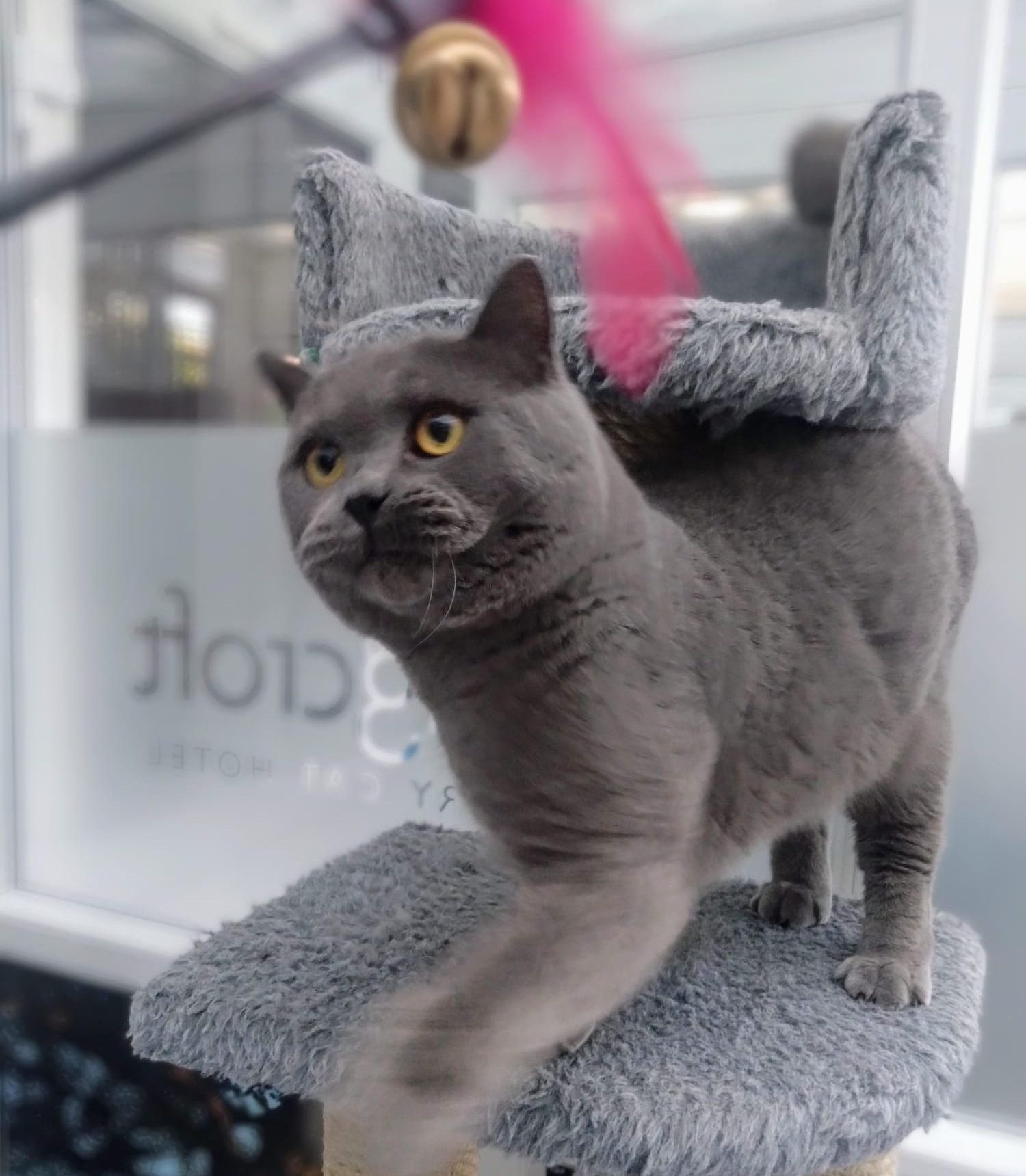 Longcroft Luxury Cat Hotel Welwyn Garden City, Hertfordshire