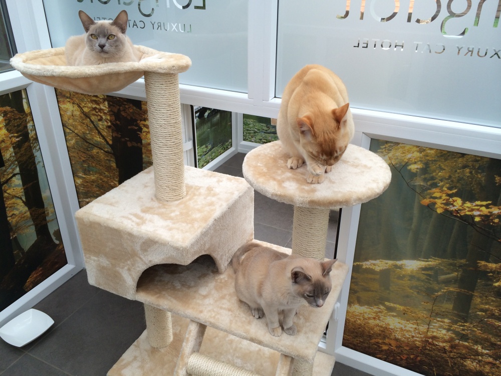 Suites - Longcroft Luxury Cat Hotel