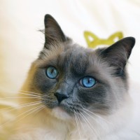 WELCOME TO KENT’S FIRST MULTI AWARD WINNING LUXURY CAT HOTEL ...