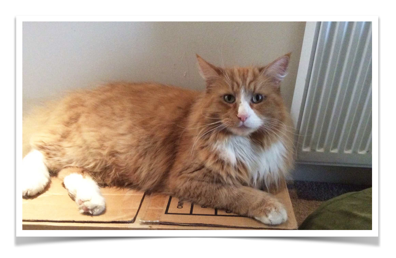 Mr Bentley's Blog | Kittens at Longcroft Luxury Cat Hotel