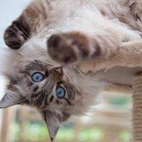 WELCOME TO KENT’S FIRST MULTI AWARD WINNING LUXURY CAT HOTEL ...