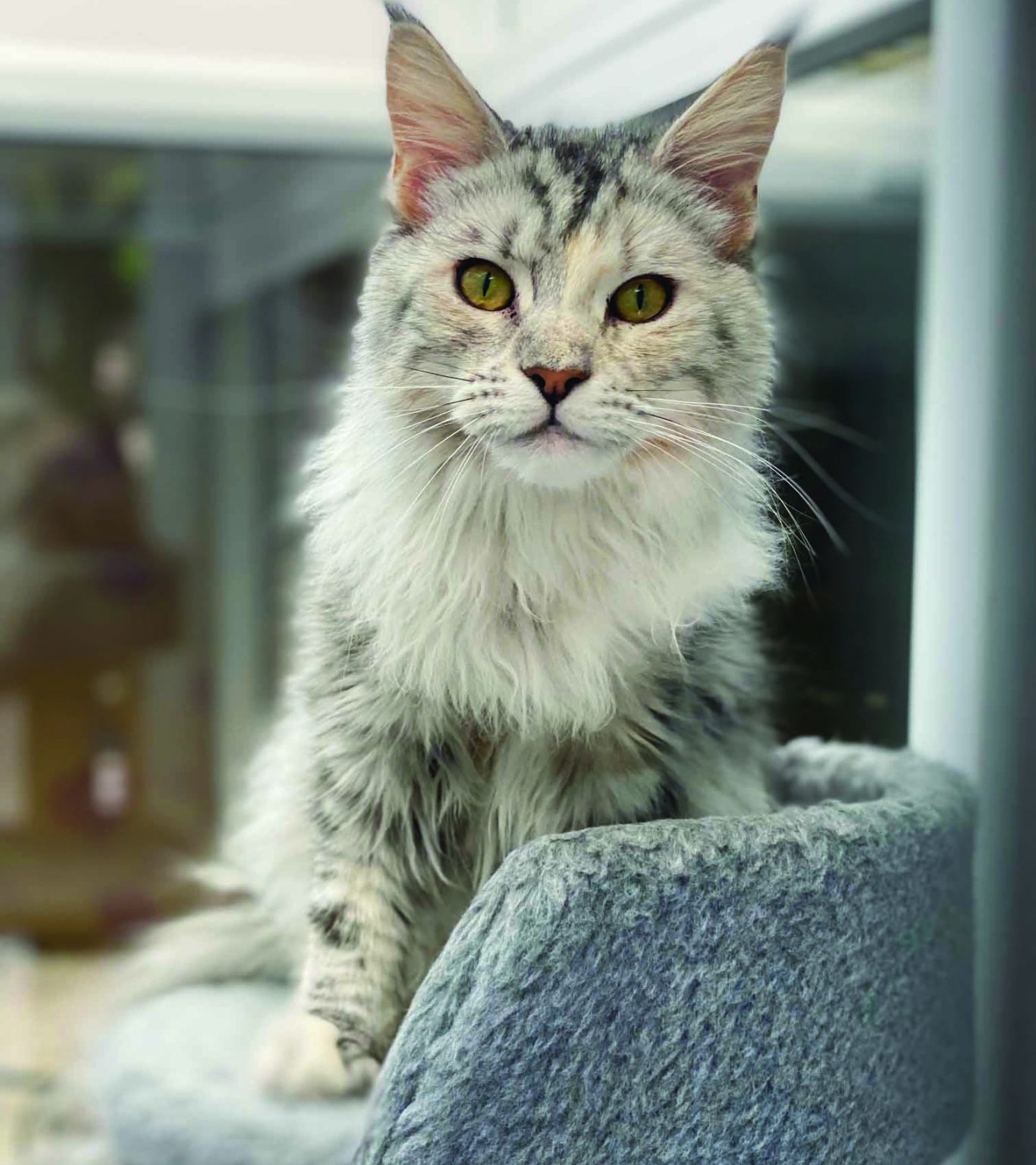 Longcroft Luxury Cat Hotel Letchworth / Hertfordshire - Longcroft ...