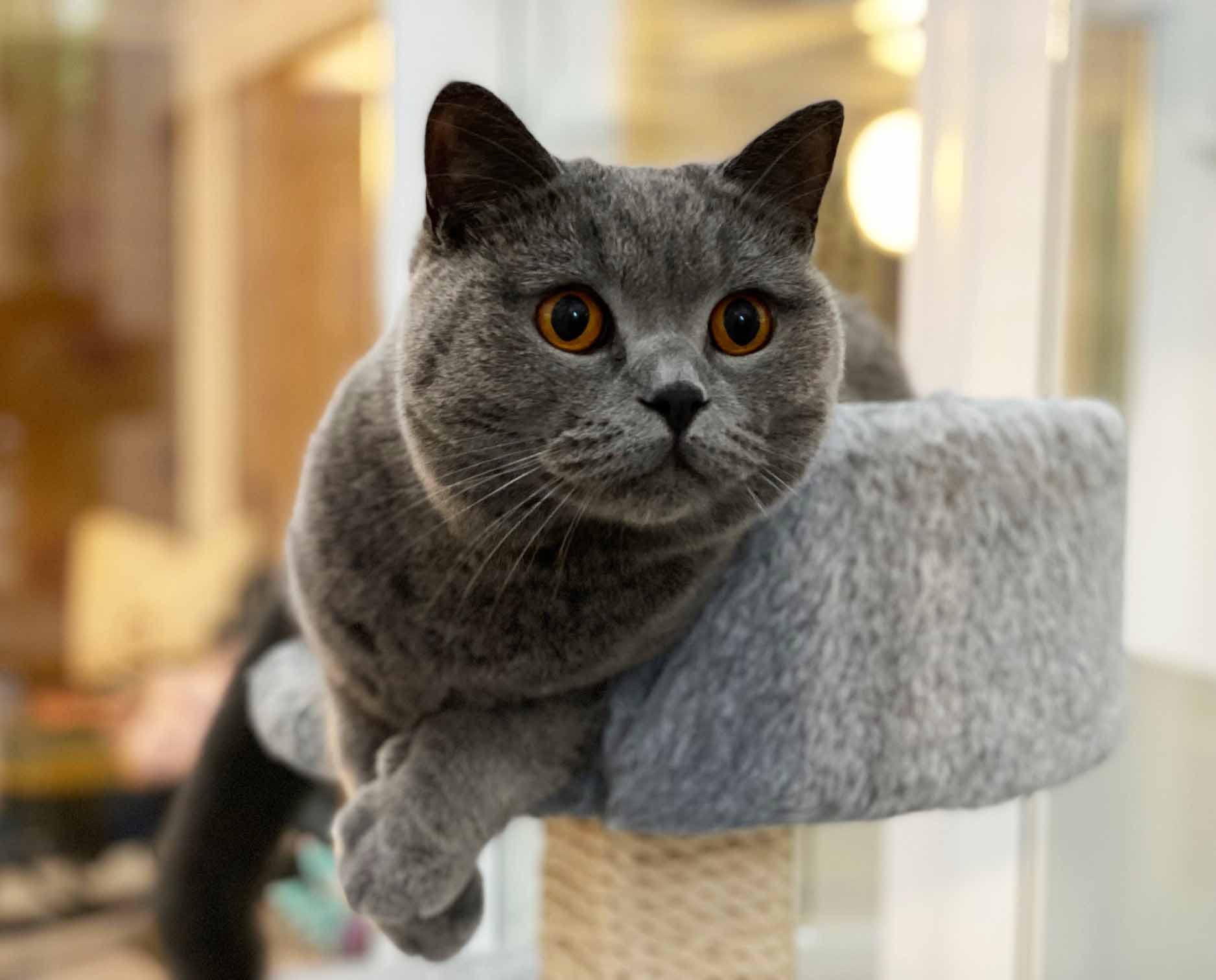 Guest at Longcroft Kenley - Longcroft Luxury Cat Hotel