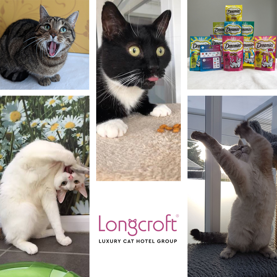 What are you and your kitties celebrating this weekend? - Longcroft ...