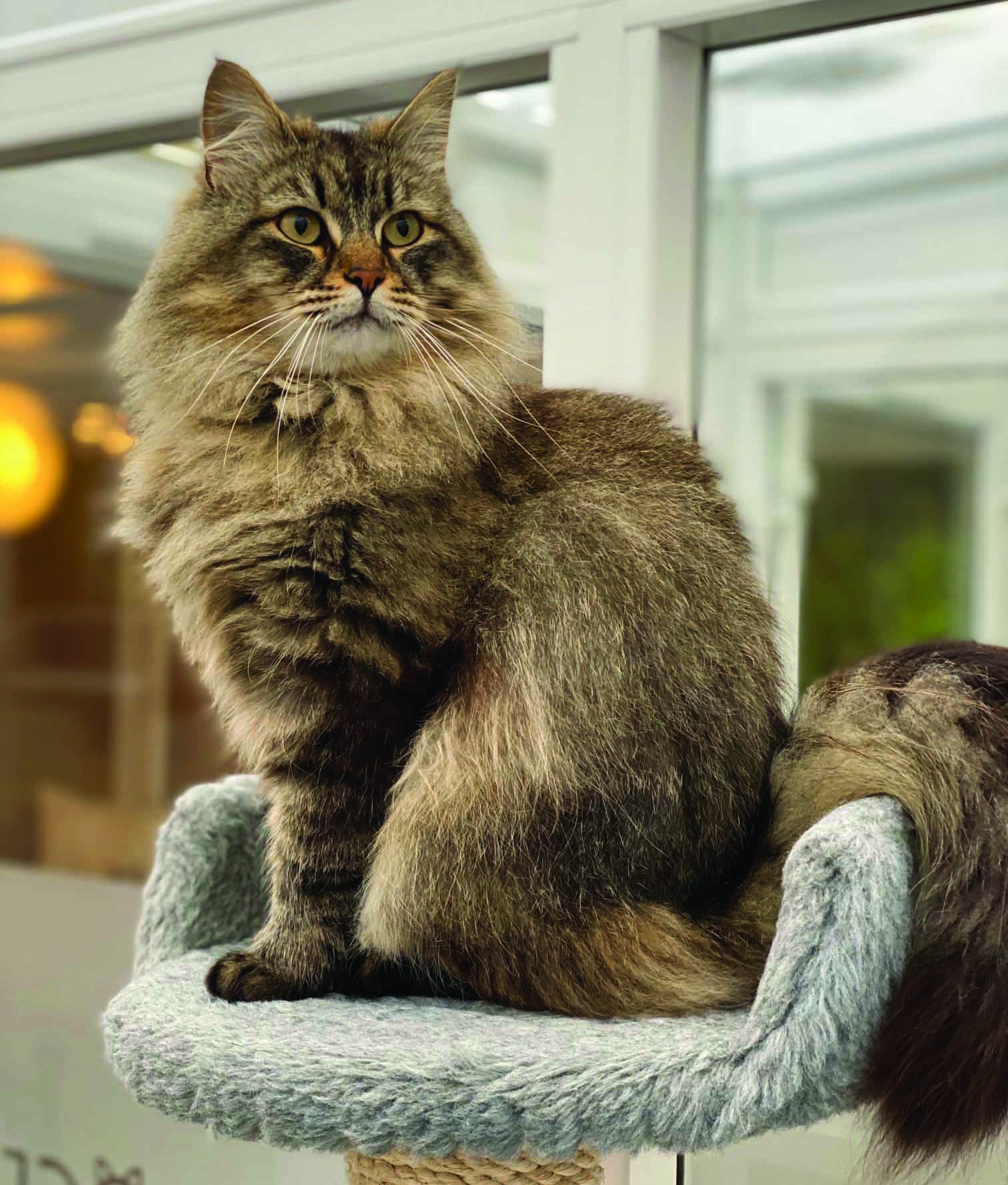 Longcroft Bury St Edmunds / Suffolk - Longcroft Luxury Cat Hotel