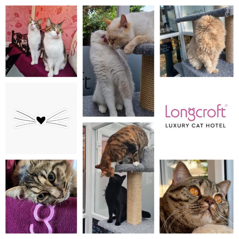 Untitled Project - Longcroft Luxury Cat Hotel