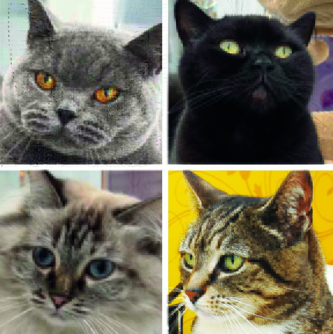 Longcroft’s guide to feline purrrrsonality - Longcroft Luxury Cat Hotel