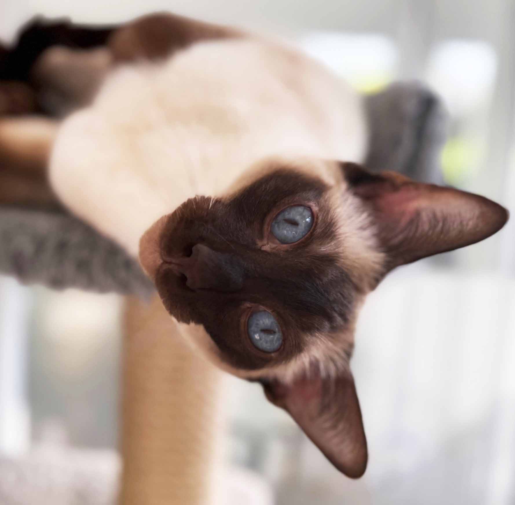 Siamese Cats at Longcroft – Personality, Playfulness and Plenty of ...