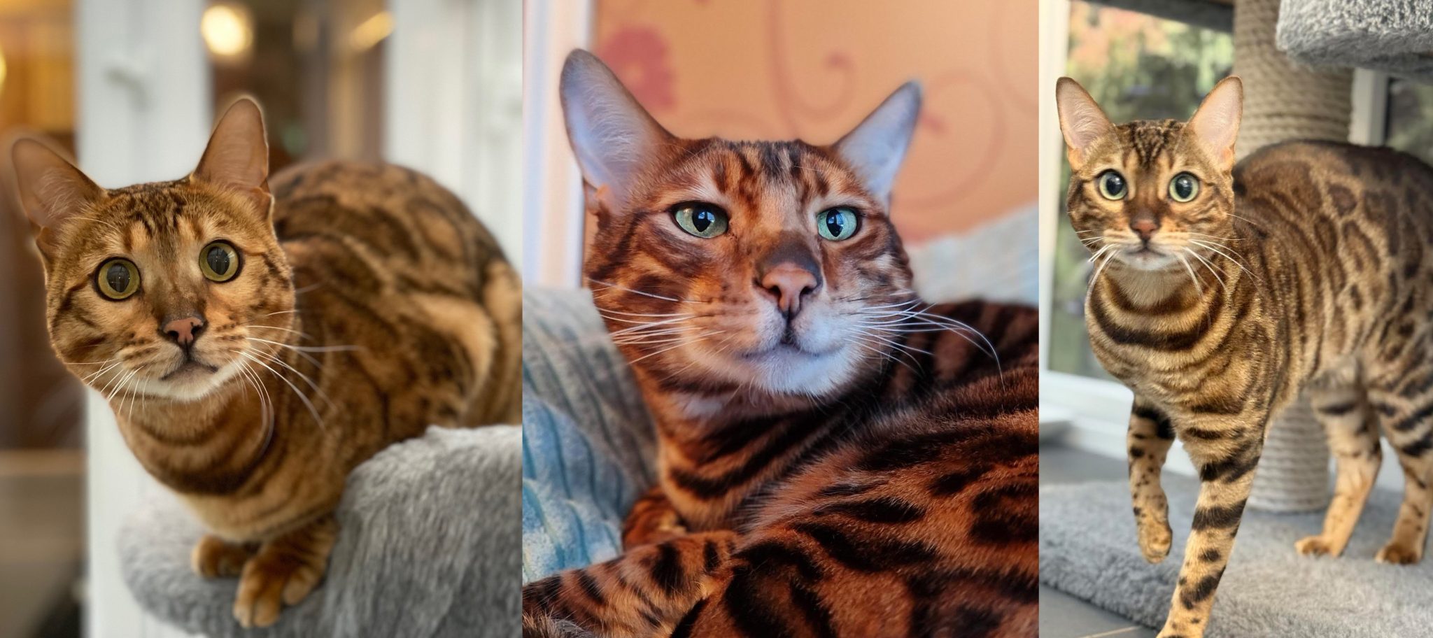 Bengal cats at Longcroft - charismatic, intelligent, and highly ...