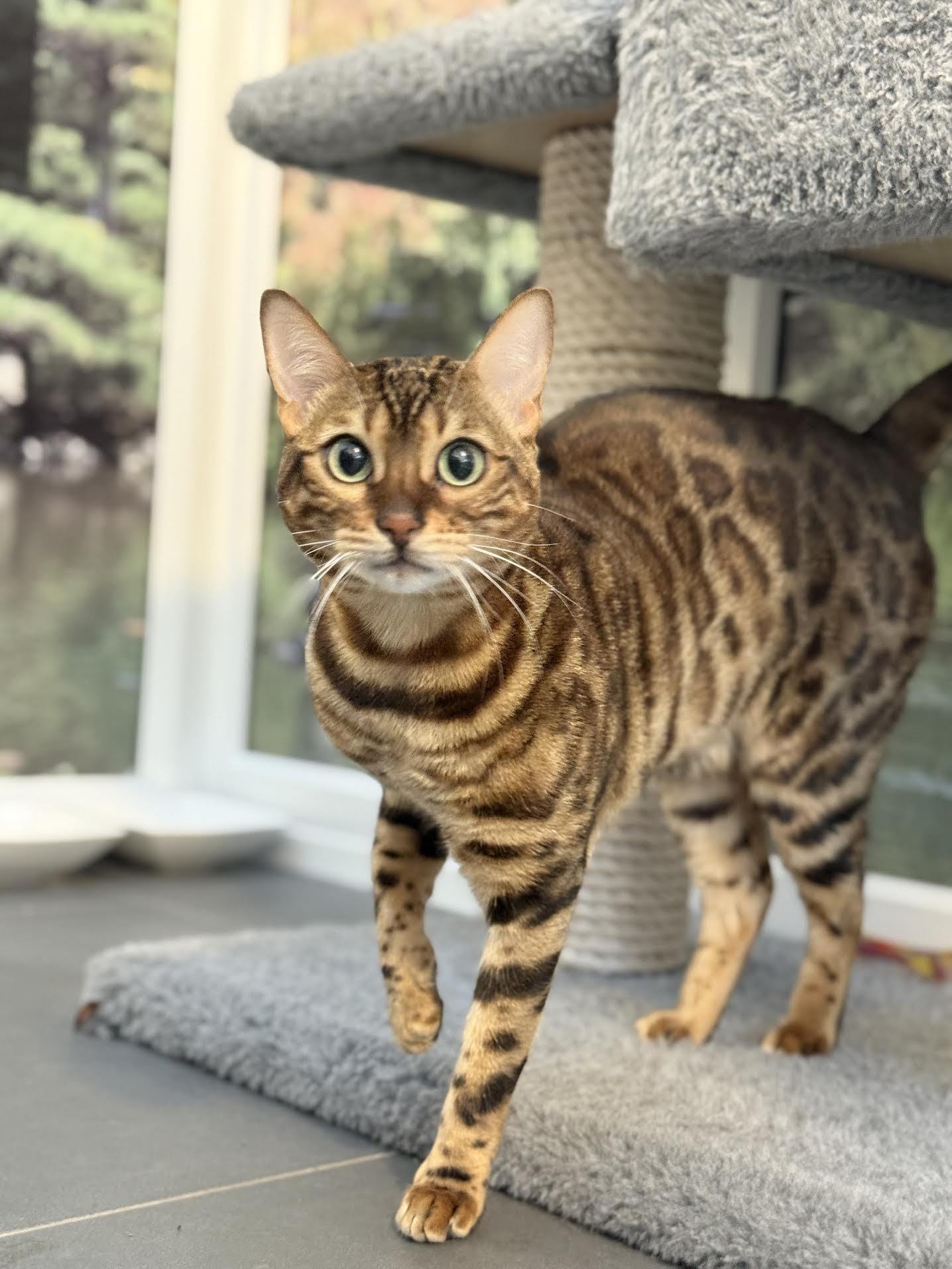 Bengal cats at Longcroft - charismatic, intelligent, and highly ...